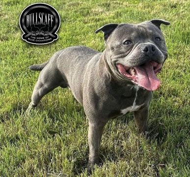 Champion Blue Staffy Stud Dogs For Breeding And AI | Bullscaff
