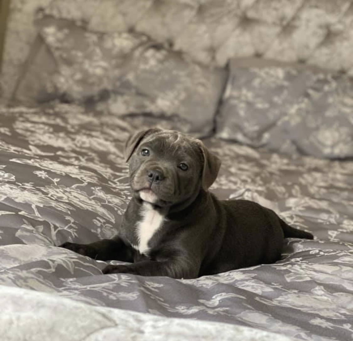 Bullscaff | Champion Blue Staffy Stud Dog Ch Sandastaff Piro