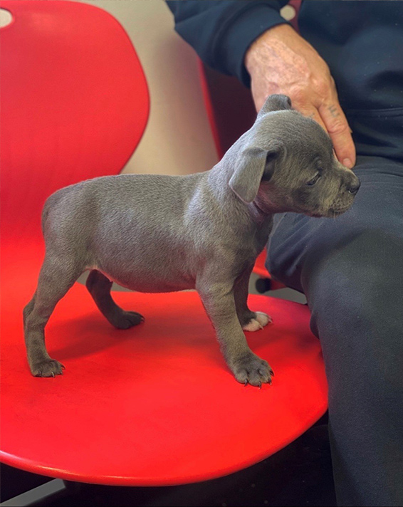 Bullscaff | Champion Blue Staffy Stud Dog Ch You're Yoker