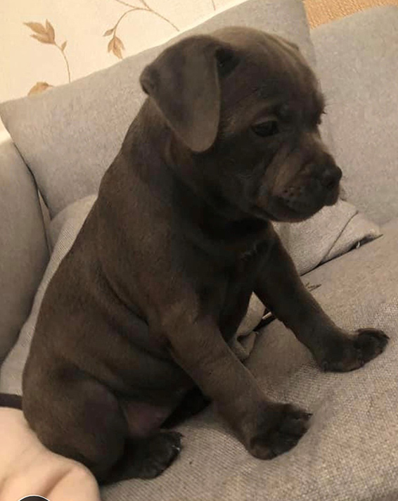 Bullscaff | Champion Blue Staffy Stud Dog Ch Sandastaff Piro