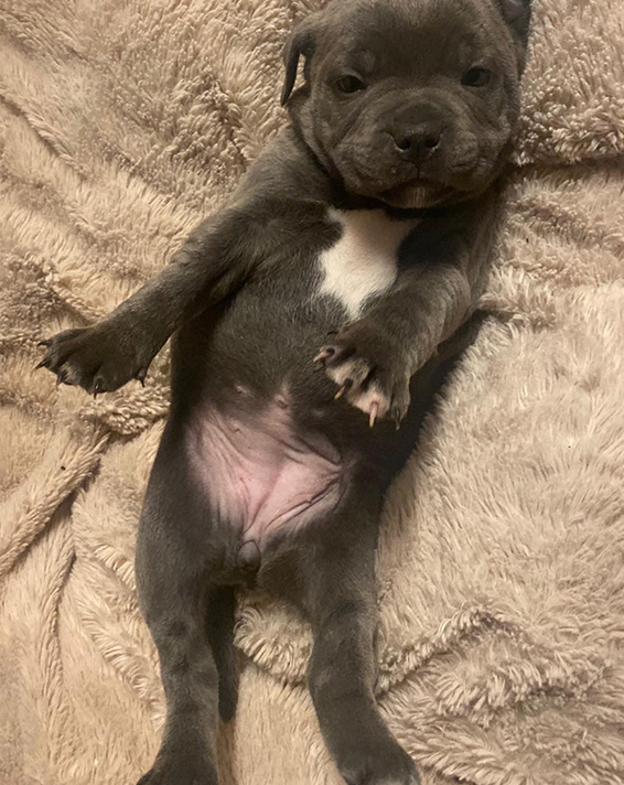 Bullscaff | Champion Blue Staffy Stud Dog Ch You're Yoker