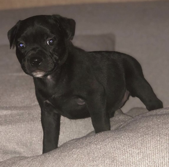 Bullscaff | Champion Blue Staffy Stud Dog Ch Sandastaff Piro