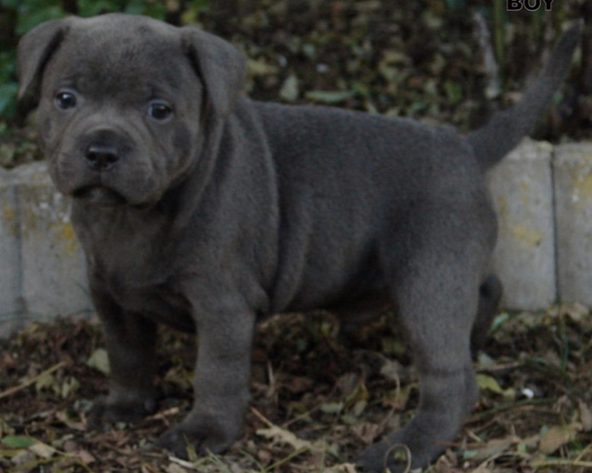 Champion Blue Staffy Stud Dogs For Breeding And AI | Bullscaff