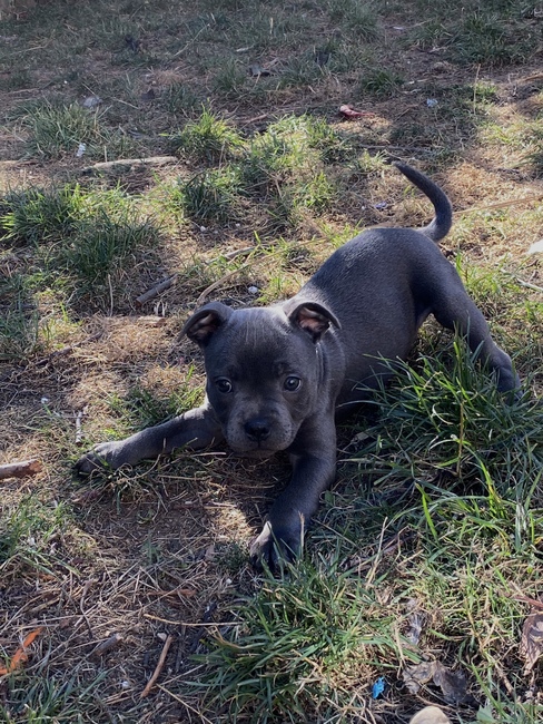 Bullscaff | Champion Blue Staffy Stud Dog Ch Sandastaff Piro