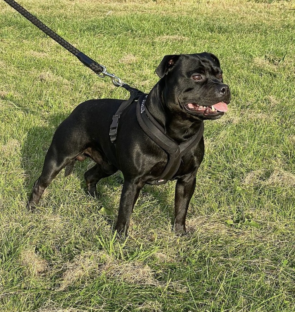 Meet Our Champion Blue Staffy Studs | Bullscaff