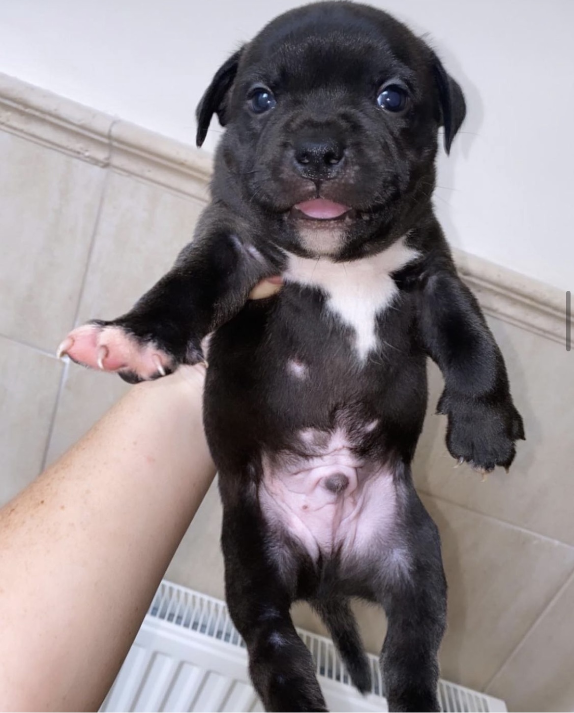 Bullscaff | Champion Blue Staffy Stud Dog Ch Moris