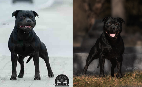 Champion Blue Staffy Stud Dogs For Breeding And AI | Bullscaff