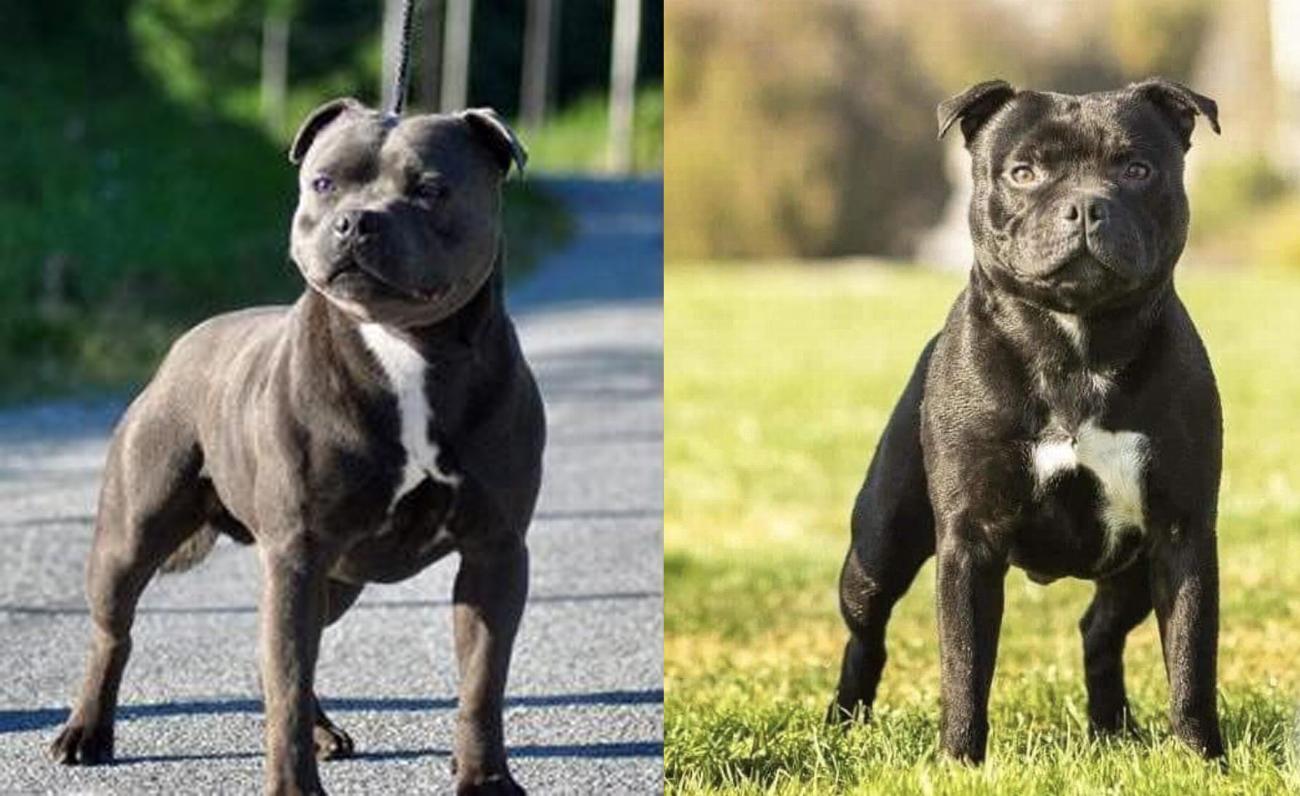 Champion Blue Staffy Stud Dogs For Breeding And AI | Bullscaff