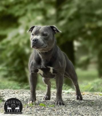 Bullscaff | Champion Blue Staffy Stud Dog Ch You're Yoker