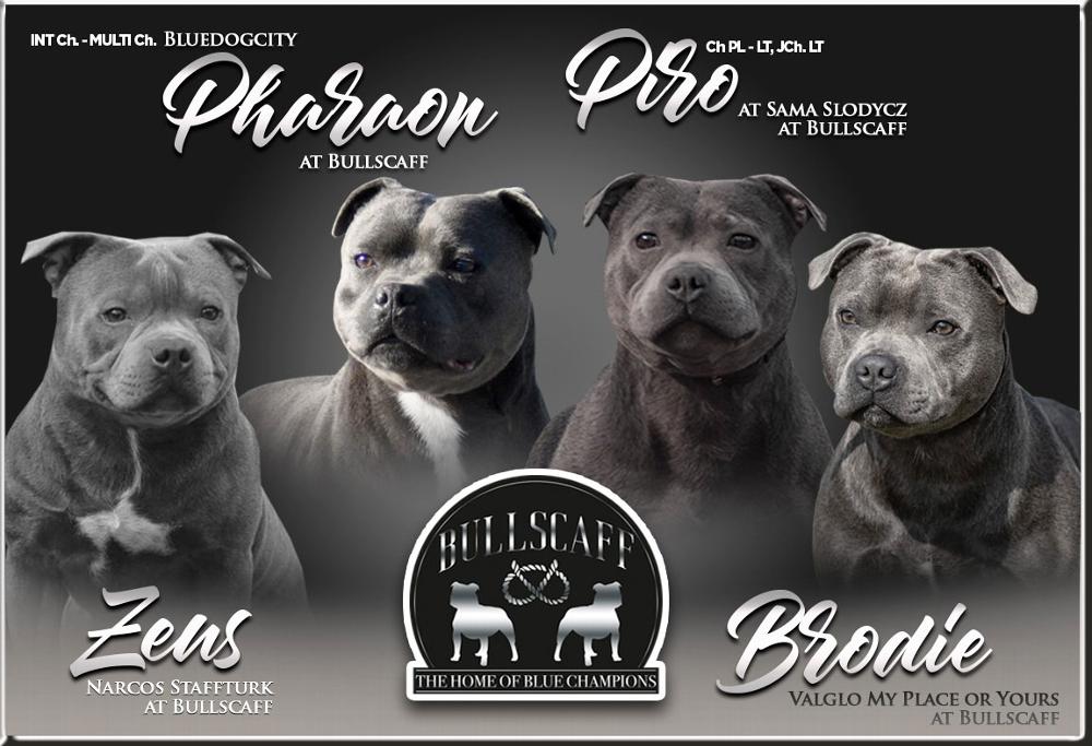 Champion Blue Staffy Stud Dogs For Breeding And AI | Bullscaff